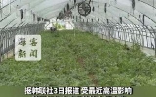 韩国白菜价格为什么暴涨_韩国白菜价格走势预测