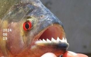 食人鲳能吃吗_食人鲳有毒吗