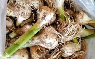 腌蒜的做法_酱油比例怎么调