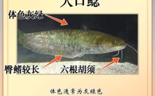 江鲶鱼图片_江鲶鱼怎么区分