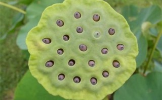 莲蓬乳能挤出虫子吗_莲蓬乳感染真相