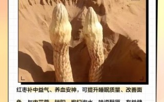 锁阳肉苁蓉泡水喝的功效_适合人群与禁忌