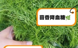 茴香菜的营养价值_孕妇能吃茴香菜吗
