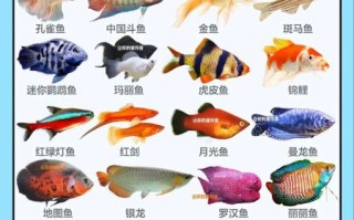 鱼图片大全可爱_如何挑选最萌观赏鱼