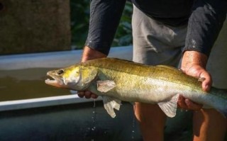 鸡肝钓黄颡鱼怎么挂钩_鸡肝钓黄颡鱼最佳时间