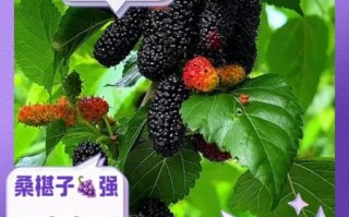 桑椹子图片_桑椹子功效与作用