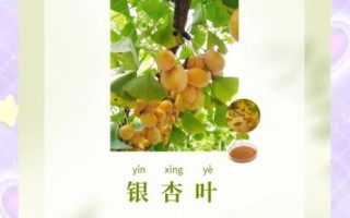 银杏叶片的功效与作用_银杏叶片能长期吃吗