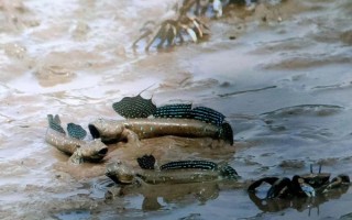 跳鱼图片高清_跳鱼怎么拍才清晰