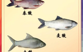 鲮鱼中医为什么叫不要吃_鲮鱼禁忌人群