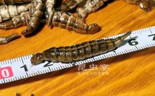 龙虱幼虫长什么样_龙虱幼虫吃什么