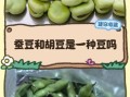 胡豆图片长什么样_胡豆和蚕豆的区别