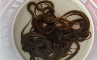 黄鳝价格行情_今日黄鳝多少钱一斤