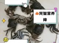 螃蟹死了怎么处理_死了的螃蟹还能吃吗