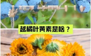 越橘叶黄素能护眼吗_越橘的功效与作用