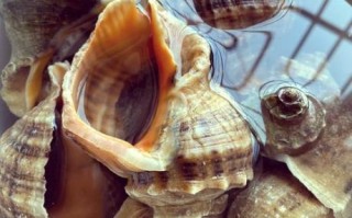 清蒸海螺怎么蒸_清蒸海螺蒸多久才熟