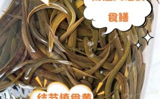 女人吃黄鳝有什么好处和坏处_女性吃黄鳝的利弊