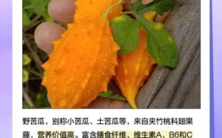 野苦瓜的功效与作用_野苦瓜怎么吃效果最好