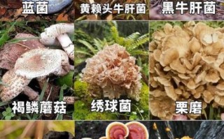 野生菌图片大全_哪些野生菌可以吃