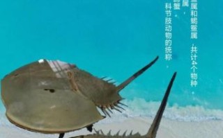 鲎是保护动物吗_鲎几级保护动物