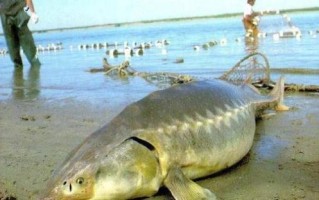 黑龙江大鳇鱼长什么样_黑龙江大鳇鱼多少钱一斤