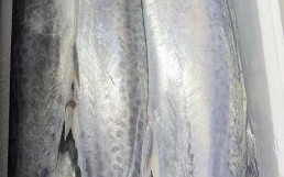 鲅鱼图片大全_如何挑选新鲜鲅鱼