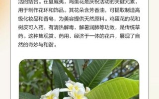 鸡蛋花寓意是什么_鸡蛋花象征什么