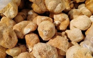 猴头菇多少钱一斤_猴头菇价格为何差距大