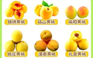 黄桃吃多了会怎样_黄桃为什么不能多吃