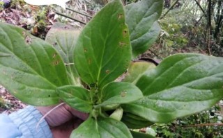 牛耳朵草的功效与作用_牛耳朵草图片长什么样