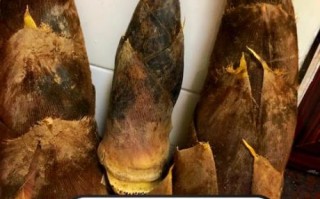 鲜竹笋怎么保存_鲜竹笋可以冷冻吗