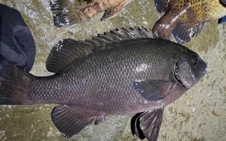 黑毛鱼多少钱一斤_黑毛鱼价格行情