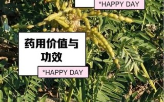 苦豆子是什么_苦豆子的功效与作用