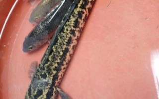 黑鱼多少钱一斤_黑鱼价格受哪些因素影响