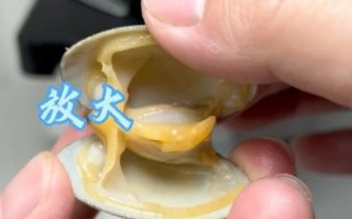 花蛤放清水里能过夜吗_花蛤隔夜会不会死