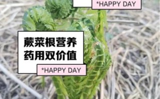 蕨菜根的功效与作用_蕨菜根怎么吃最养生