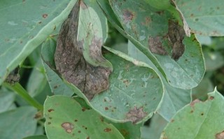 蚕豆病图片_蚕豆病症状图片