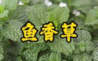 留兰香的功效与作用_留兰香可以长期喝吗