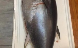 金枪鱼多少钱一斤2020_2020年金枪鱼价格行情