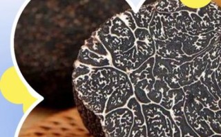 黑松露怎么保存_黑松露多少钱一斤