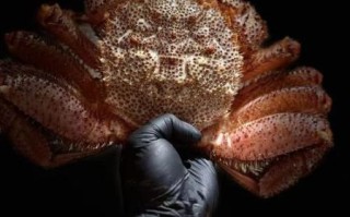 红毛蟹产地在哪里_红毛蟹和帝王蟹区别