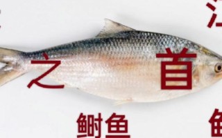 长江鲥鱼为什么灭绝_还能吃到吗