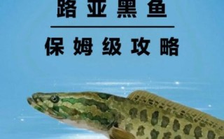 路亚黑鱼几月份最好_黑鱼开口时间