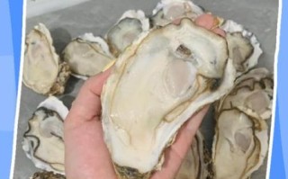 生蚝怎么开壳_开生蚝壳最简单方法