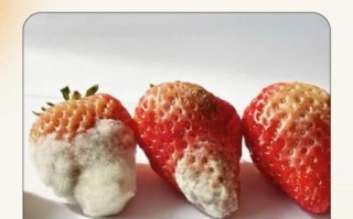 食品安全小常识_如何辨别变质食品