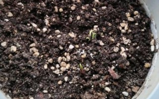 香菜种子要泡多久才能种_香菜种子催芽技巧