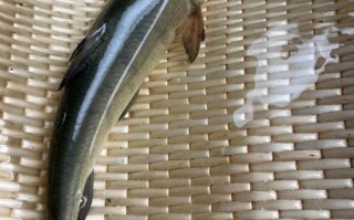 鳕鱼长什么样子_鳕鱼外形特征