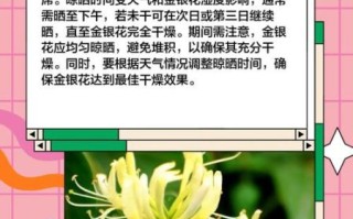 金银花怎么晒干_金银花晒干方法