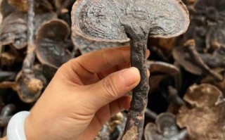 黑灵芝的功效与作用_黑灵芝图片怎么辨别真假