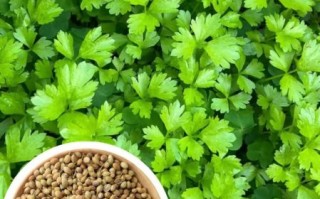 香菜图片大全大图高清_如何挑选新鲜香菜