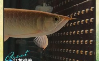 龙鱼怎么养_龙鱼喂养技巧